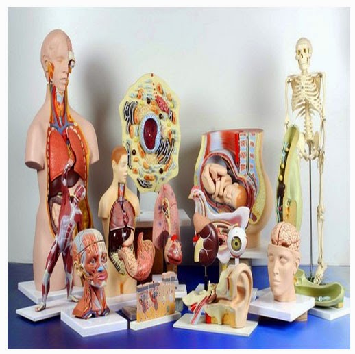 Laboratory Exhibitions : Laboratory Charts and Models