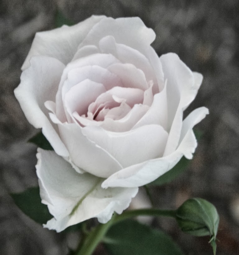Garden Musings: My Roses