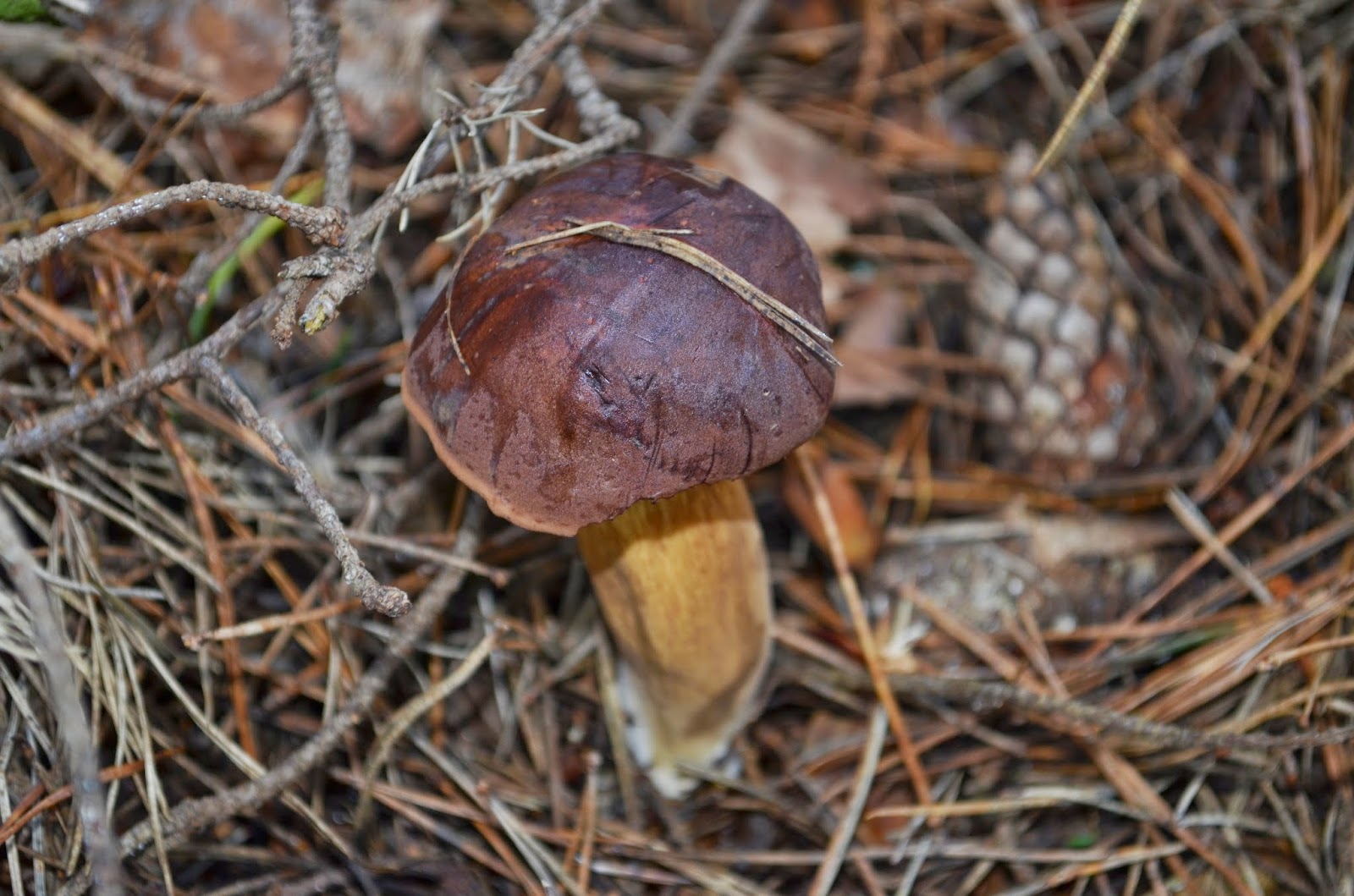 życie na emigracji w Niemczech, Kiel, Niemcy, podróże, nauka ...