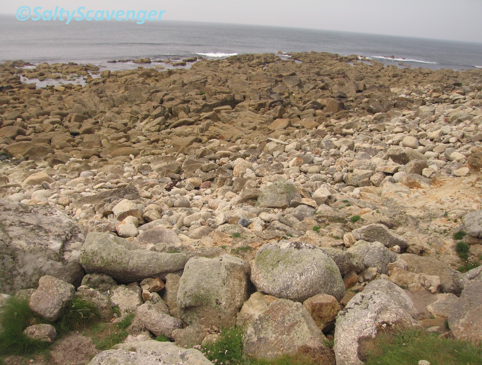 Rock Pooling: Rockpooling destination: Revisit West Penwith, June 2016