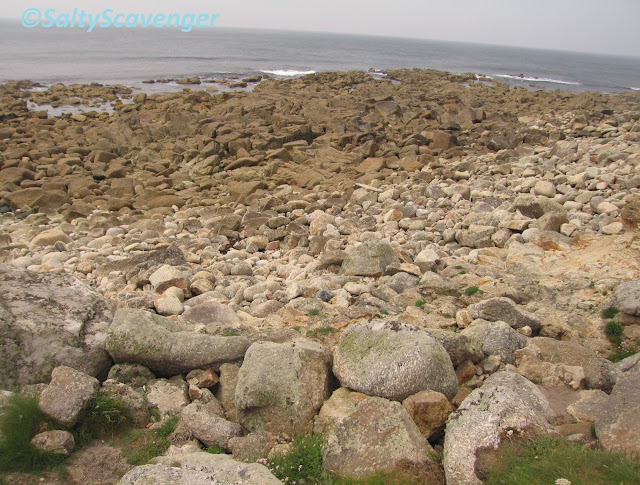 Rock Pooling: Rockpooling destination: Revisit West Penwith, June 2016