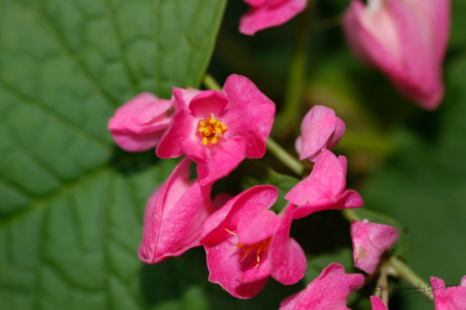 Flora de Puerto Rico Ilustrada Papo Vives: POLYGONACEAE-Antigonon ...