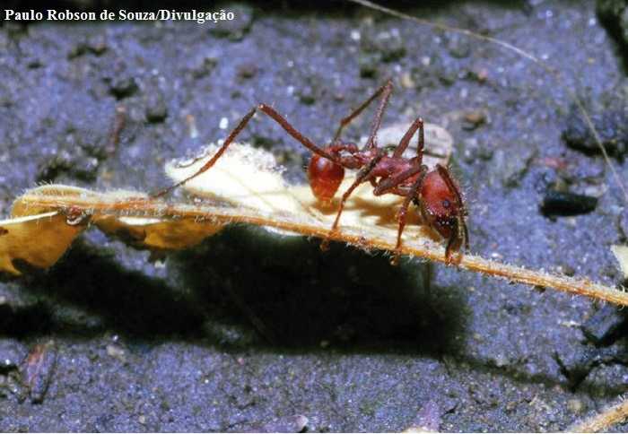 Inventário mostra que Mato Grosso do Sul tem 306 espécies de formigas ...
