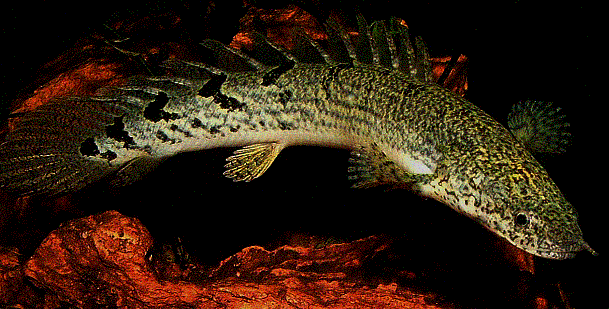 Bichirs ~ Aquatic Animals