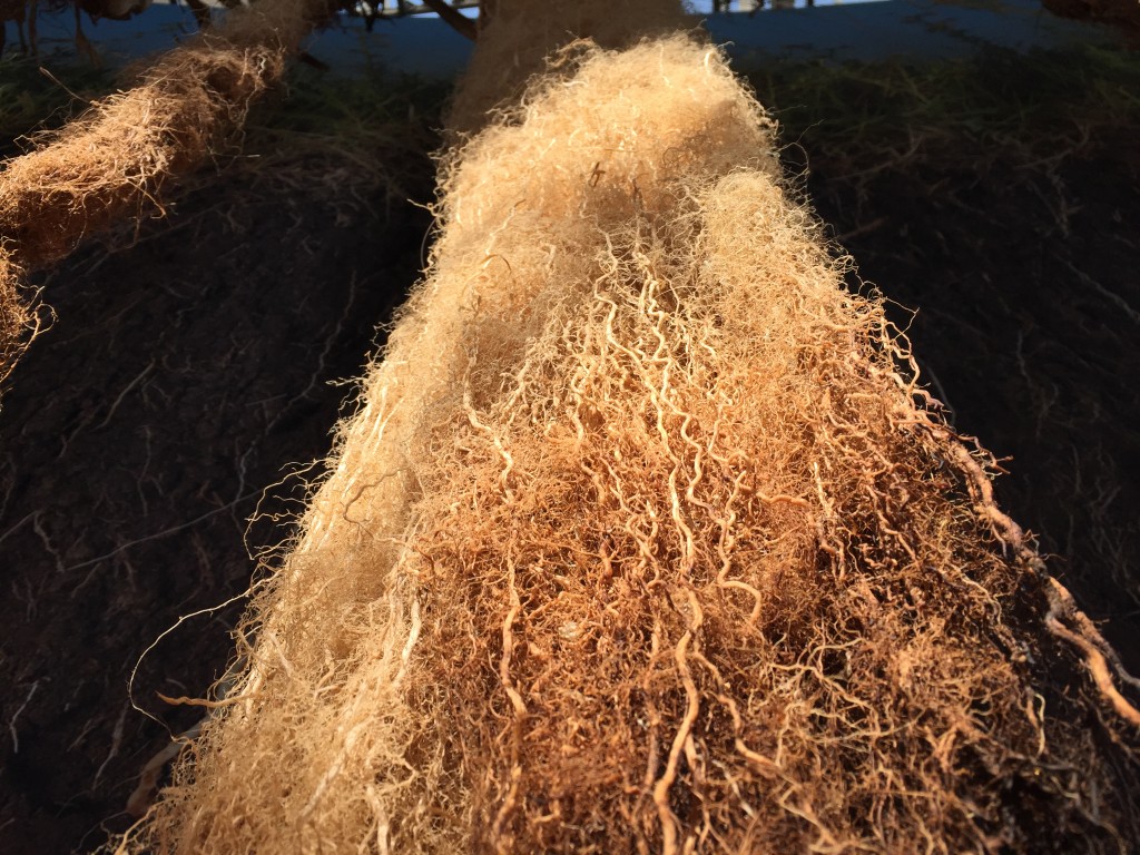 Ciencia en Canoa, by Vanessa Restrepo Schild. : "Exposed: The Secret ...