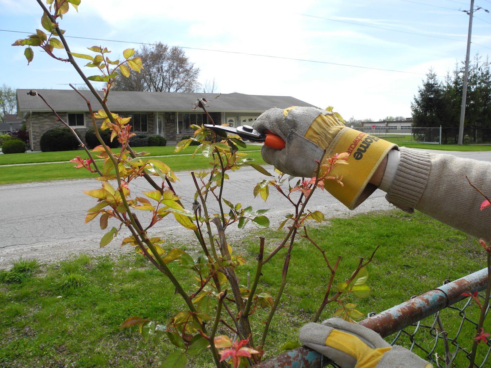 God's Growing Garden: Frank's Flowers - Pruning/Trimming Roses