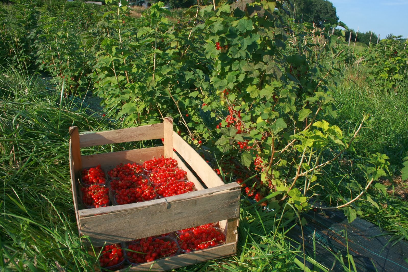 La Ferme Frui'Terre: Présentation de la ferme