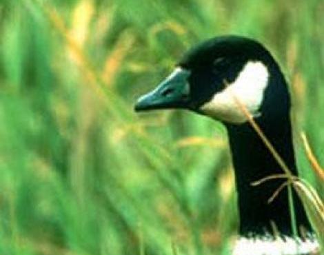 Animals Unique: Goose