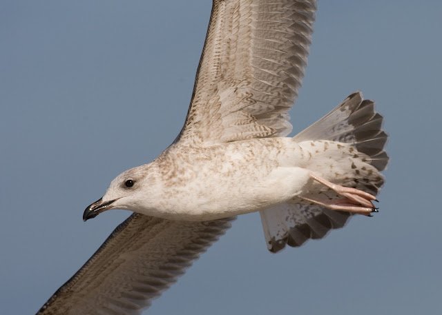 vaping mothman: 1ST WINTER YELLOW LEGGED GULL