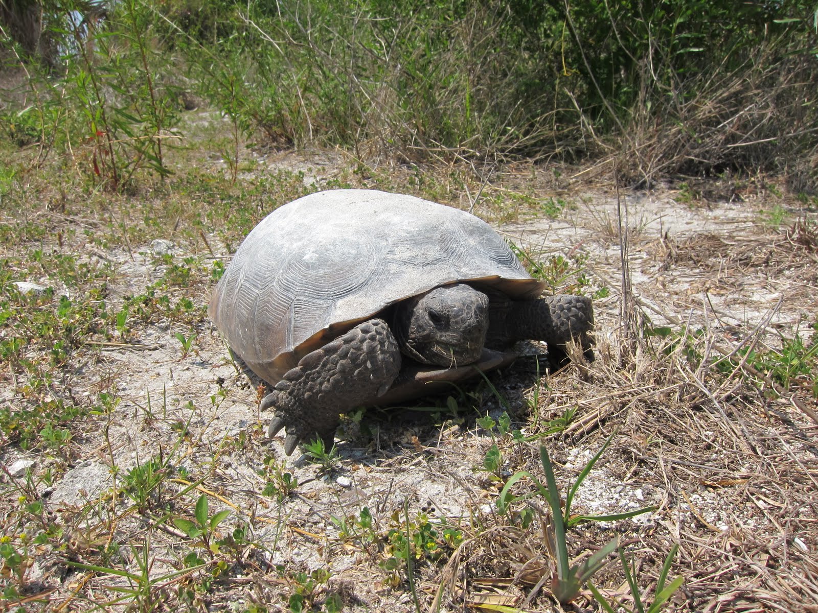 MilesIsland: Gopher Tortoise