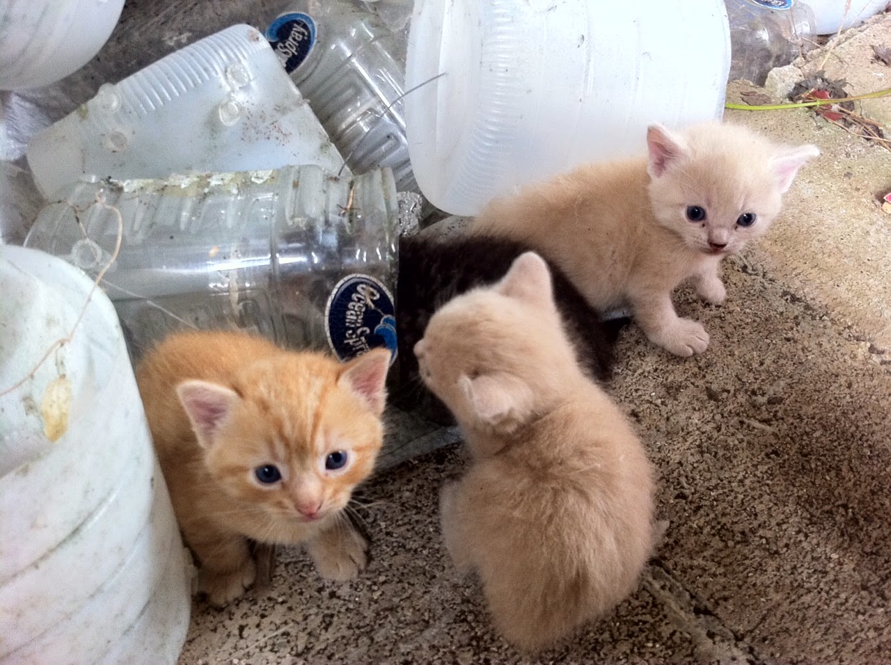 Pets N More 7 Things To Do If You Find Stray Kittens pets-n-more-7-things-to-do-if-you-find-stray-kittens