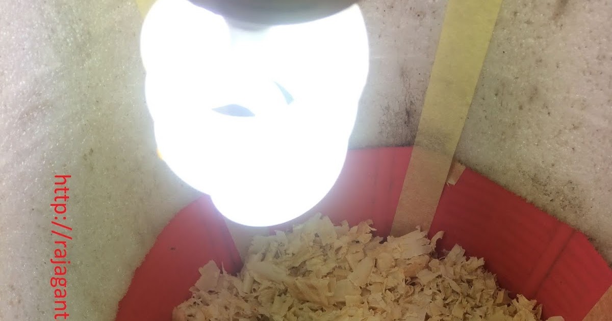 Cara Mudah Membuat Alat Spet Atau Loloh Cindil Atau Anakan Lovebird ...