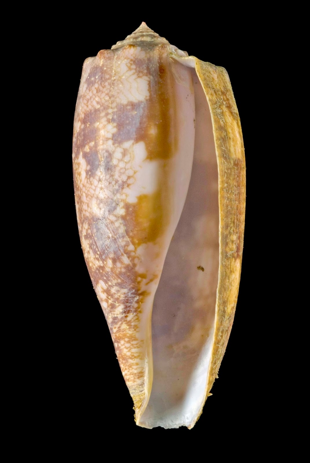 Médiation - Phylogénie des gastéropodes marins: Les spécimens