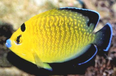 D' Ocean Aquarium: Ikan Angel (Angelfish)