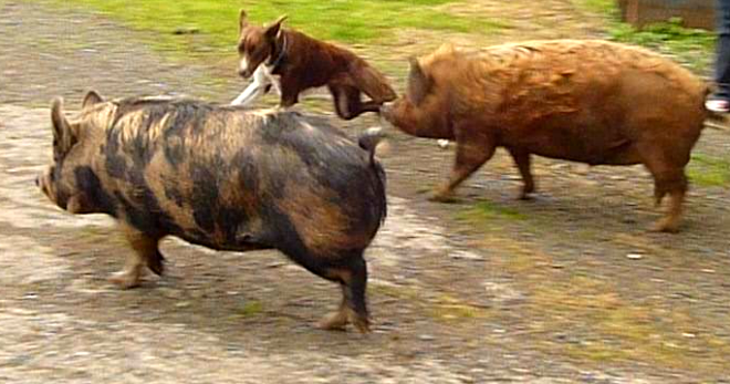 Nelly's Garden: Herding Pigs