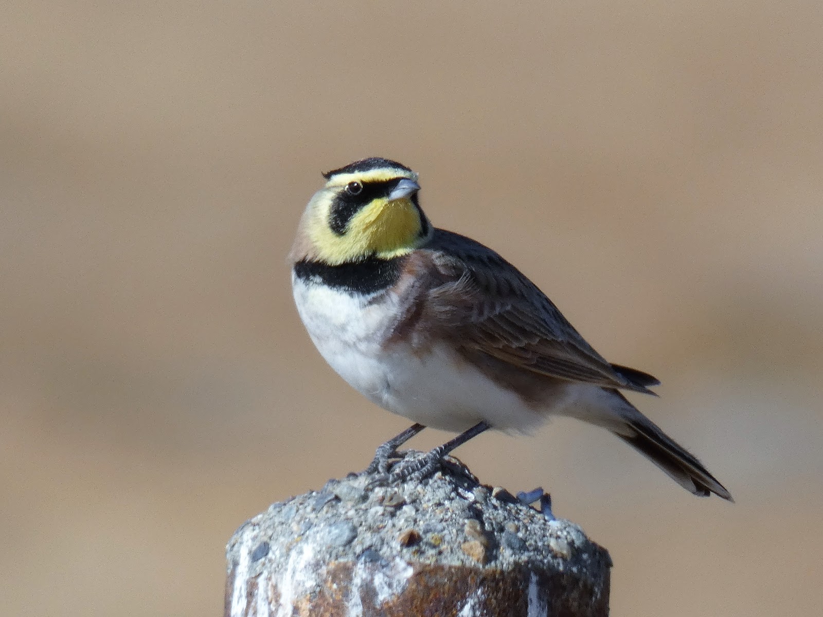 Geotripper's California Birds: Horned Lark near the Willm's Road Pond