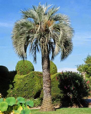 ARTE Y JARDINERÍA : BUTIA CAPITATA. Palmera de la jalea