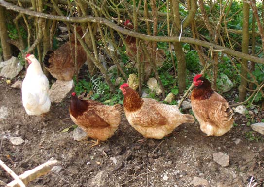 SENDERISMO EN EL RIF/RANDONNÉES DANS LE RIF: DHAR HAJAR Y FAHS LEMHAR ...