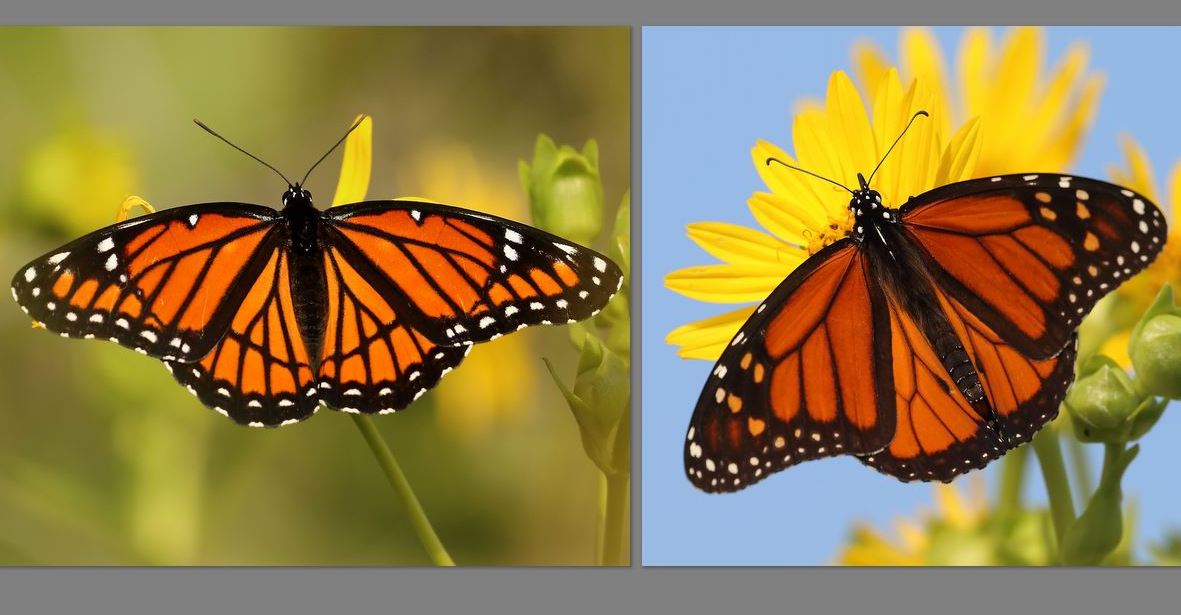 Reflections: Ada Hayden Heritage Park: Aug 5, 2018: Viceroy vs Monarch