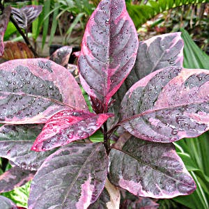 Manfaat dan tips hidup sehat : daun handeuleum yang tersenyum