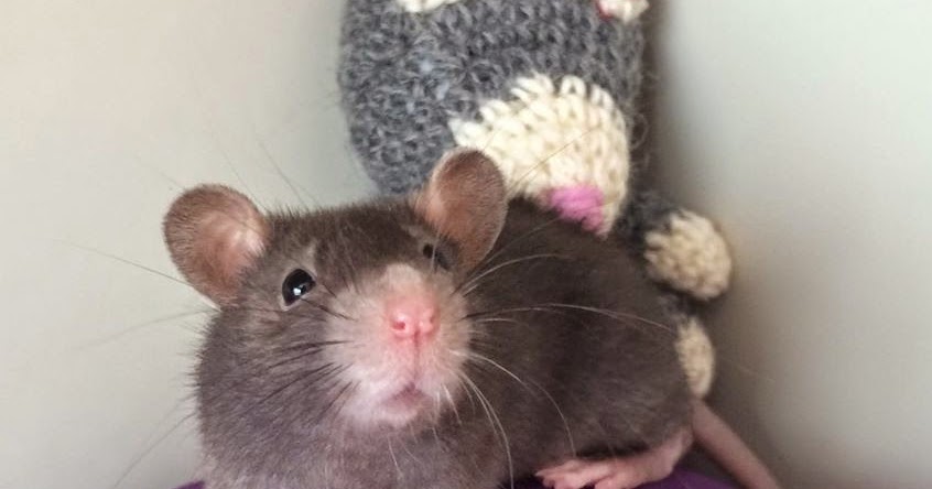 Rattitude's: Poikasten varaaminen