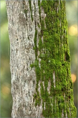 The Paracord Project: Finding North Without a Compass