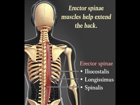 Erector spinae muscles - Medically