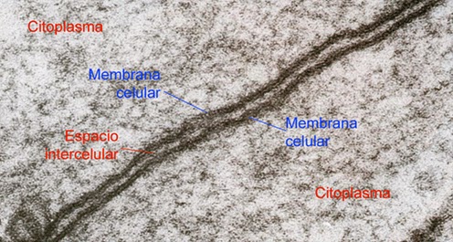 La Célula: PARTES Y FUNCIONES