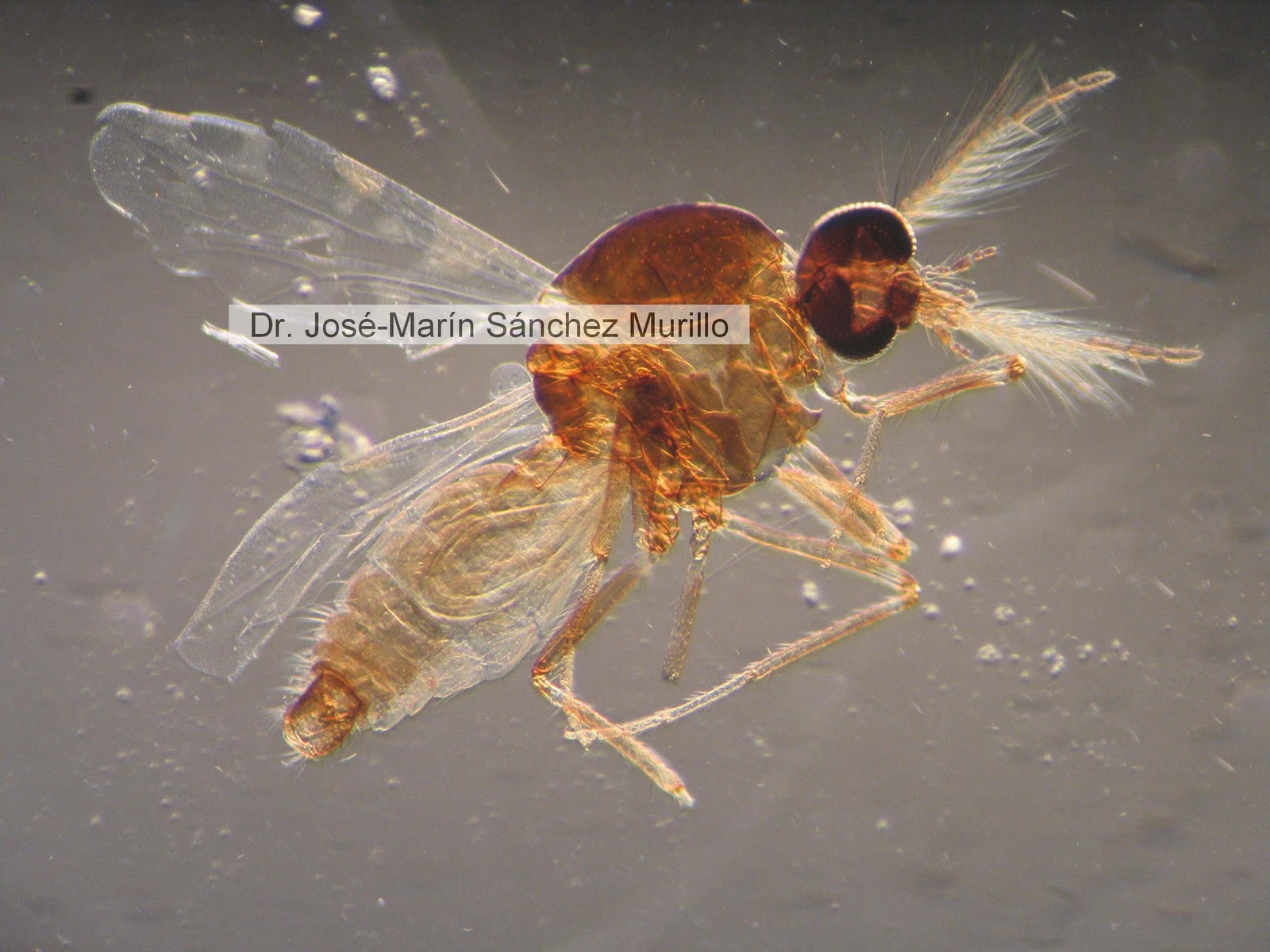 CULICOIDES: INDIVIDUOS INTERSEXO