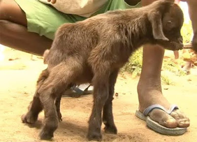 Welcome To IykBethany's Blog: PHOTOS of six legged goat in Kenya