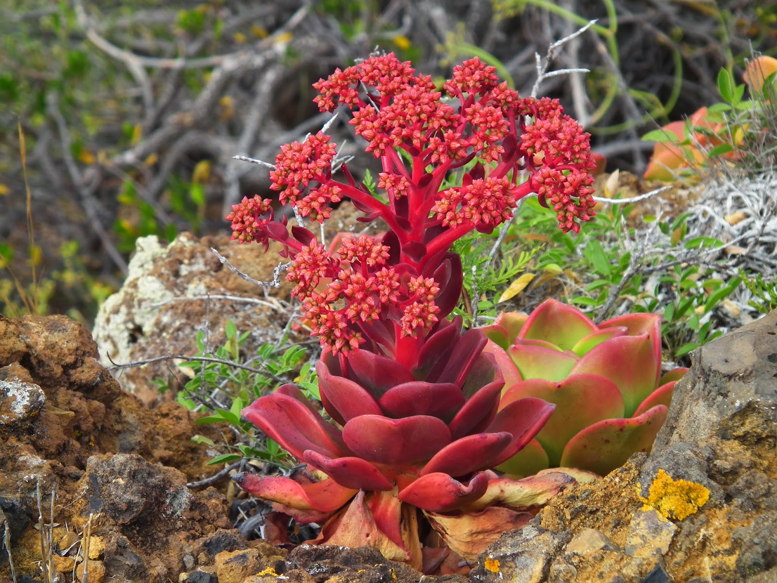 La Palma Nature Tours: Flora and vegetation
