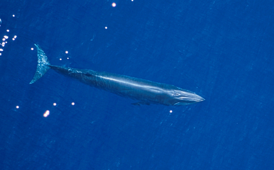 Life of Bryde's whale - Life of Sea