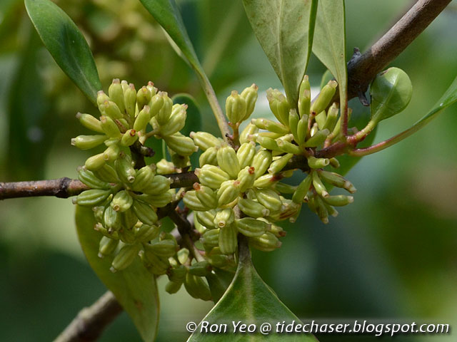 tHE tiDE cHAsER: Chengam (Scyphiphora hydrophyllacea)