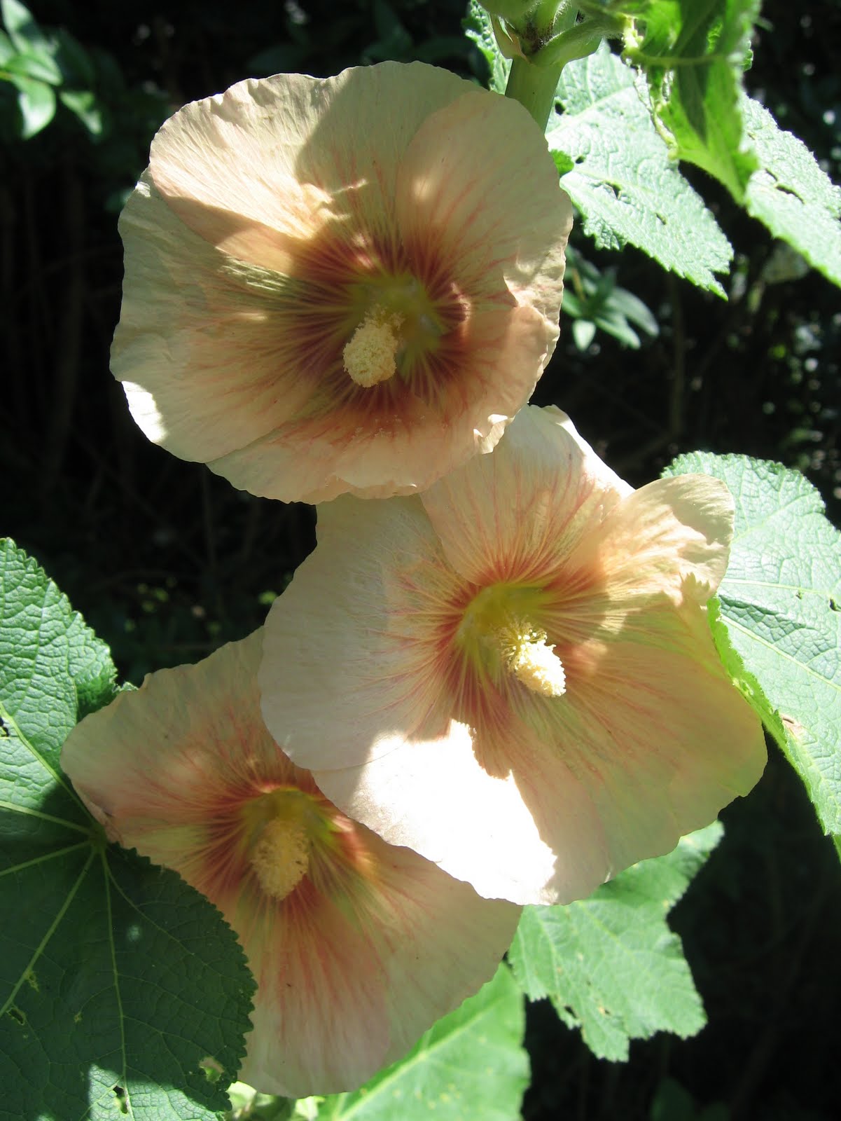 Haven i Bjergene - Signes Vals: Stokroser, krisebær og andre glæder