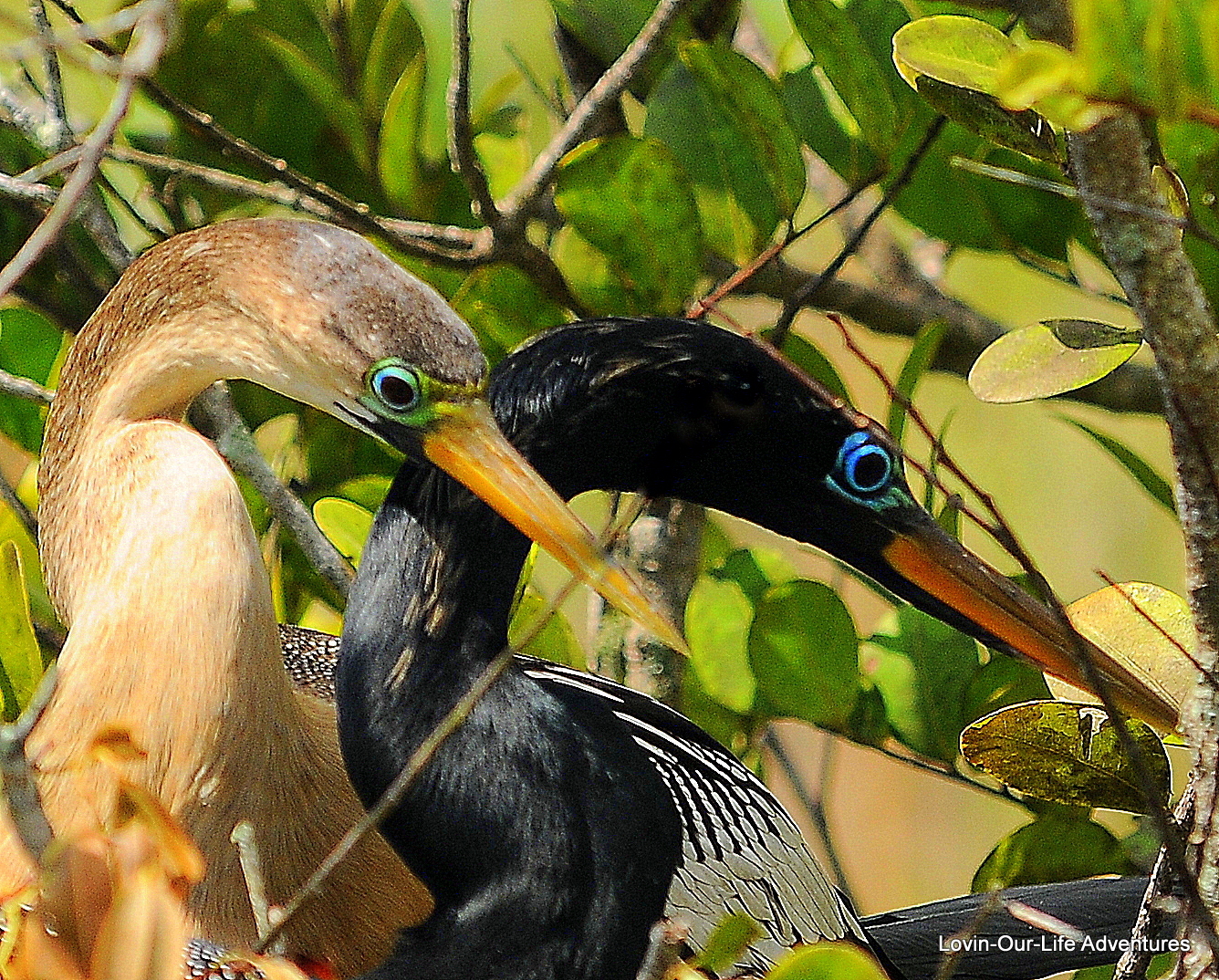 Lovin-Our-Life Adventures: Animal Life in Everglades National Park