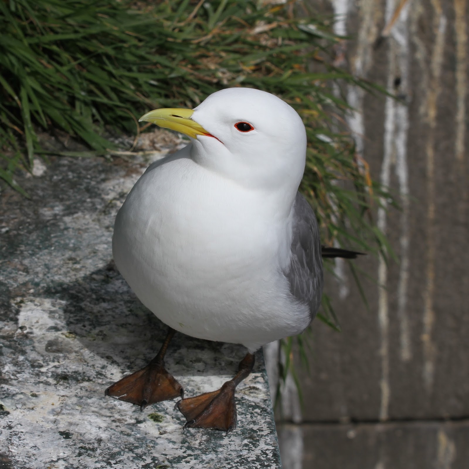 TrogTrogBlog: Bird of the week - Kittiwake