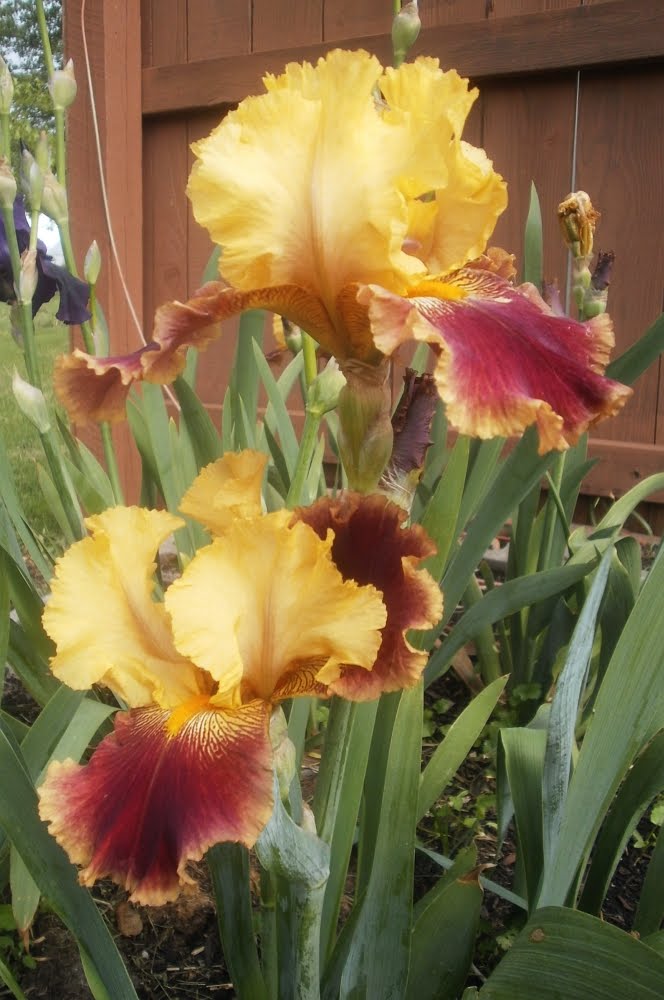 Plants are the Strangest People: 5/6/12 - 5/13/12