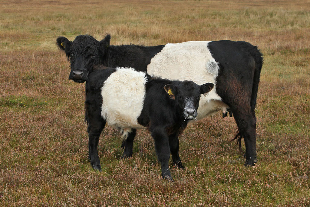 Gower Wildlife: Belted Galloway Cattle on Cefn Bryn