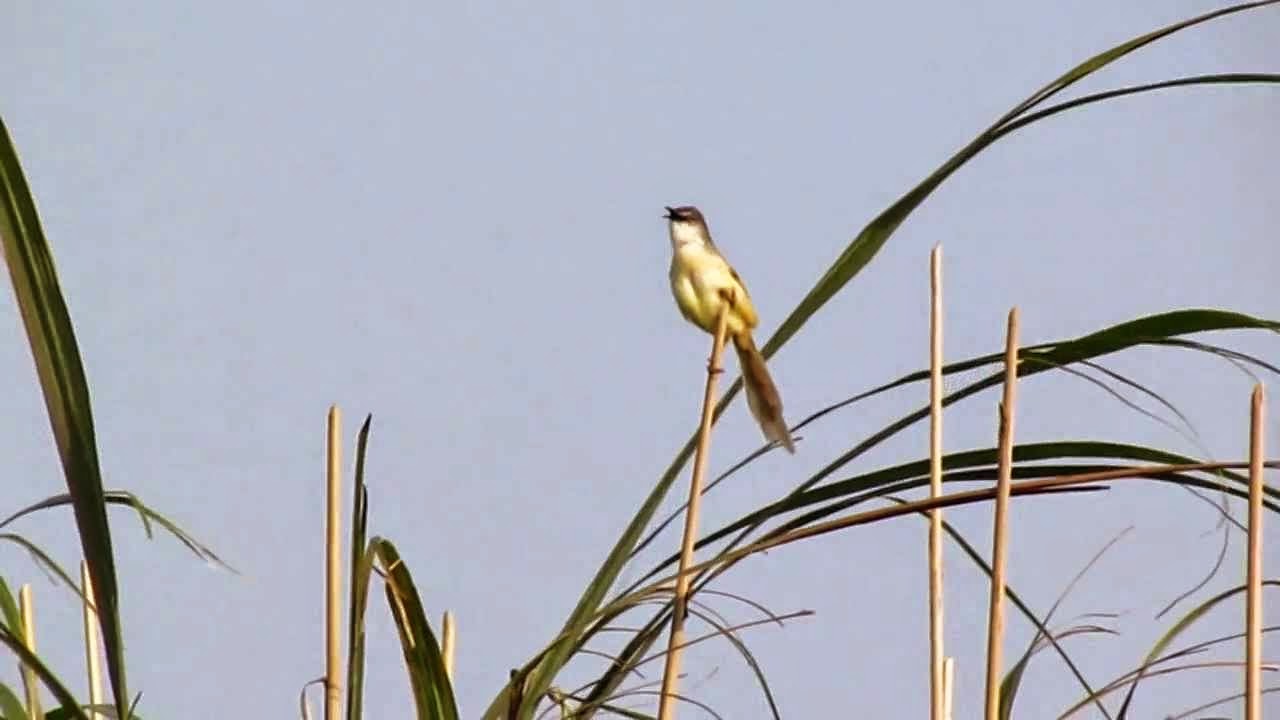 97 Jenis Jenis Burung Sawah Dan Rawa