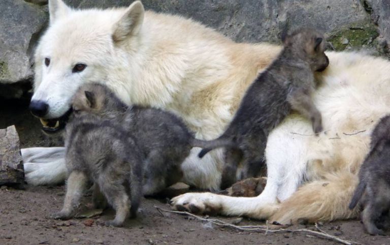 White Wolf : First wolves to be born in Britain in 300 years