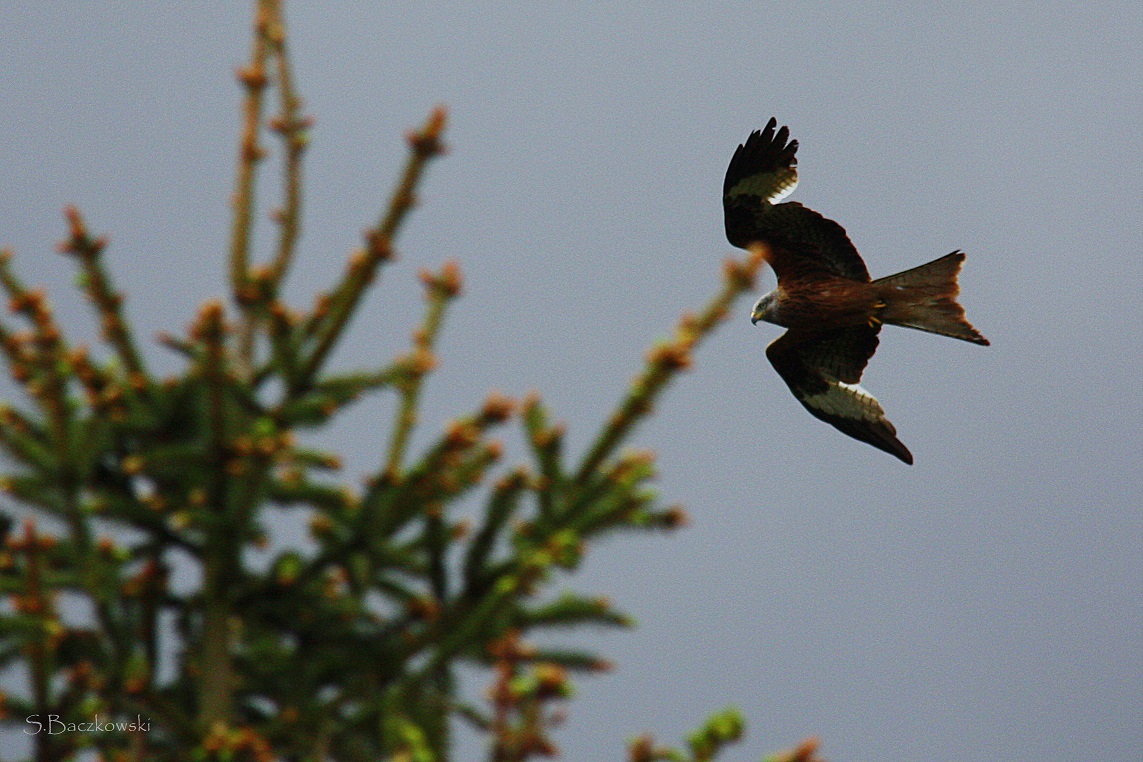 five steps from the road... - 5 kroków od szosy...: Kania ruda
