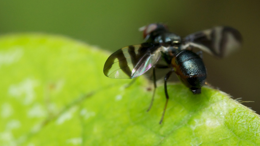 ムシをデザインしたのはダレ？: ヒメヒロクチバエ ? Rivellia sp.