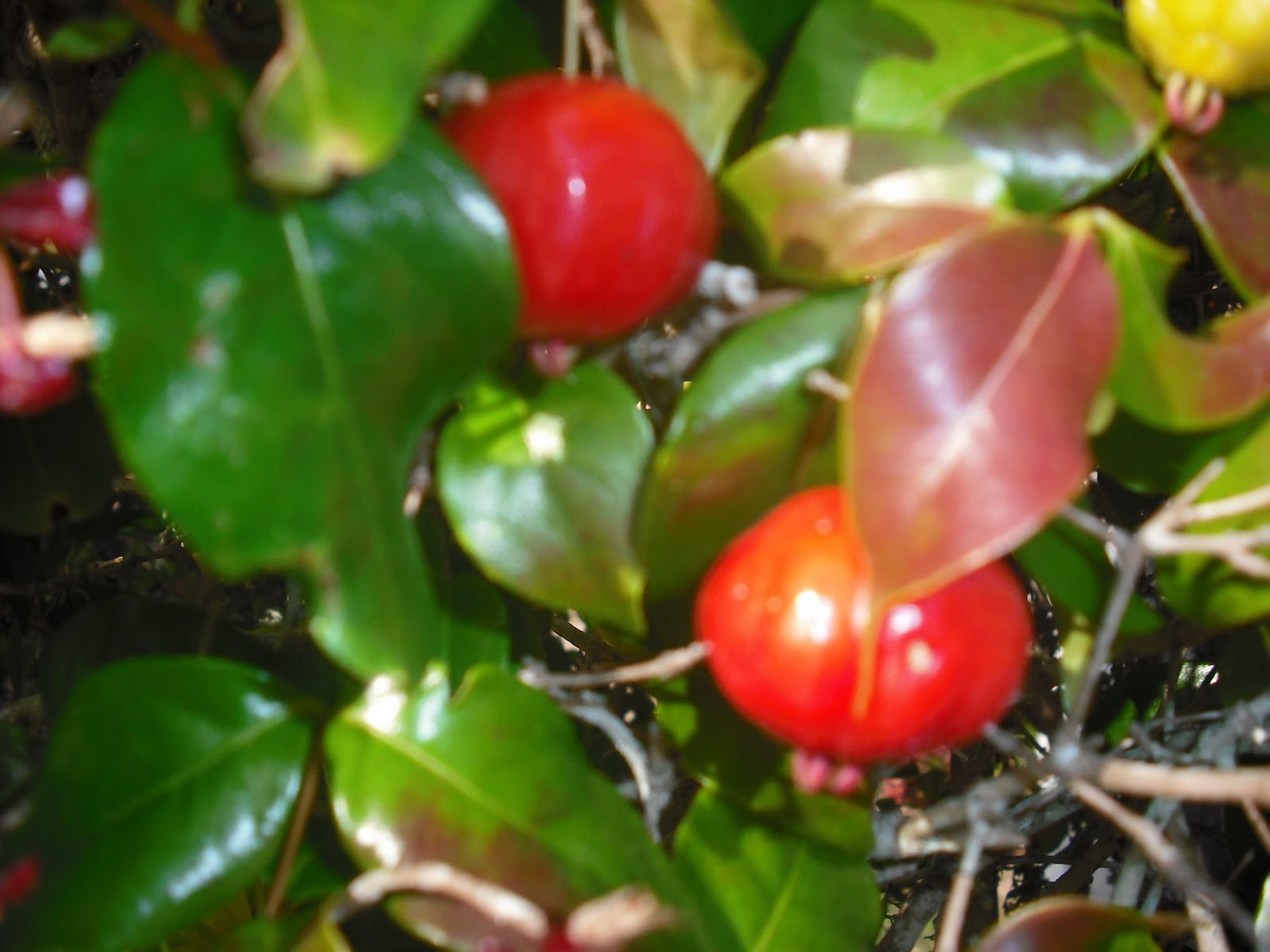 Photos and Images Marketing: Picture Of A Bermuda Cherry Tree