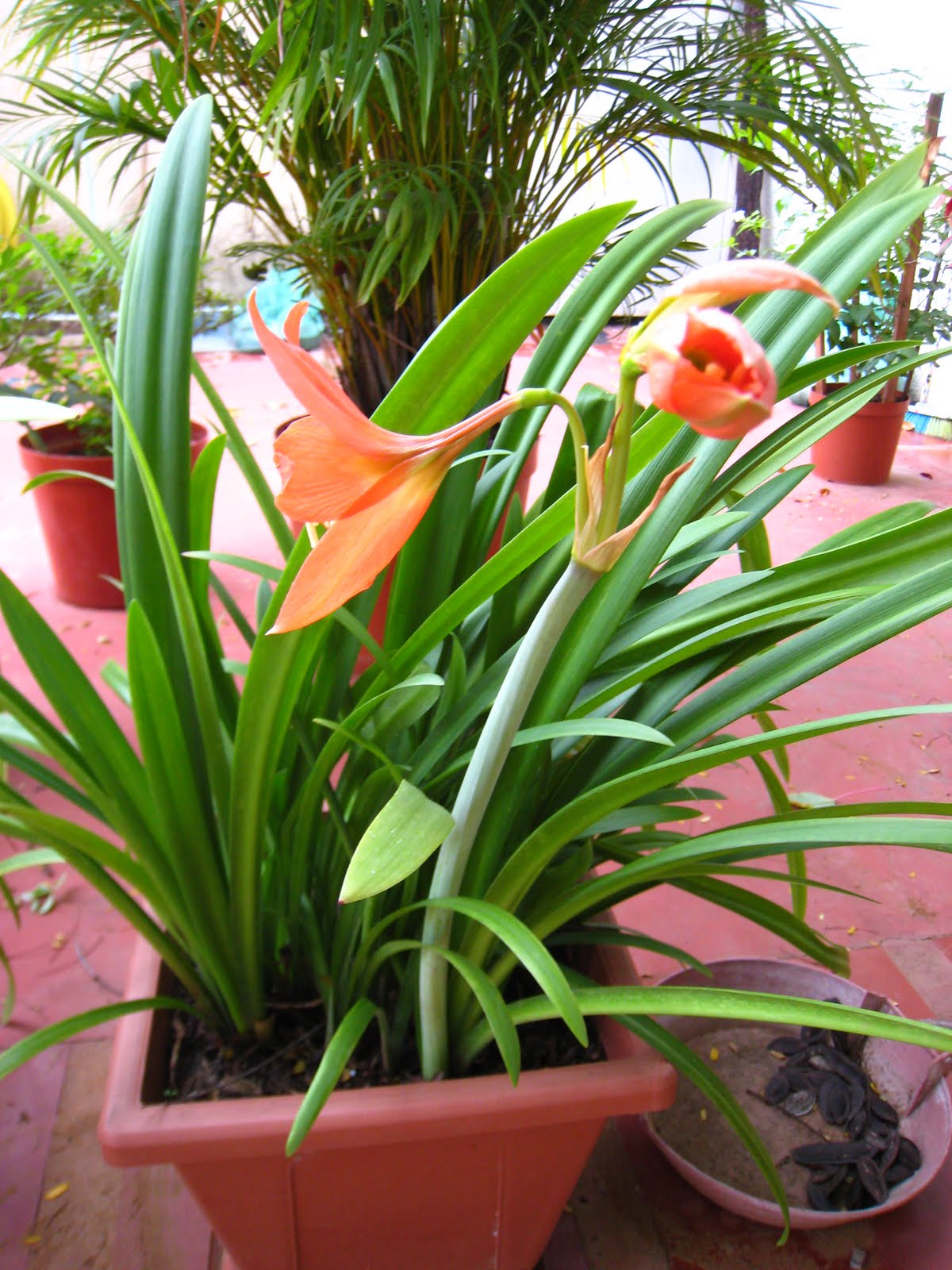 Fotografías y mas: AMARILIS