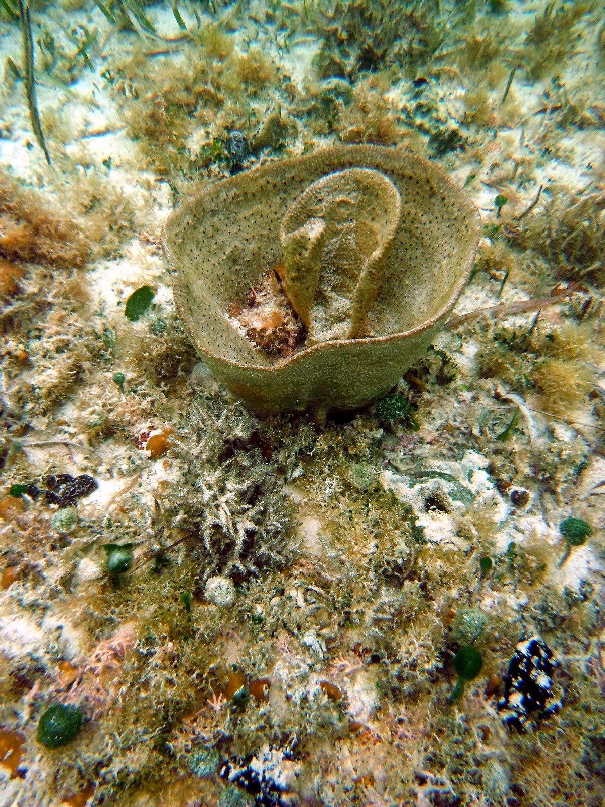 From Here to There: Favorite Places: Looe Key