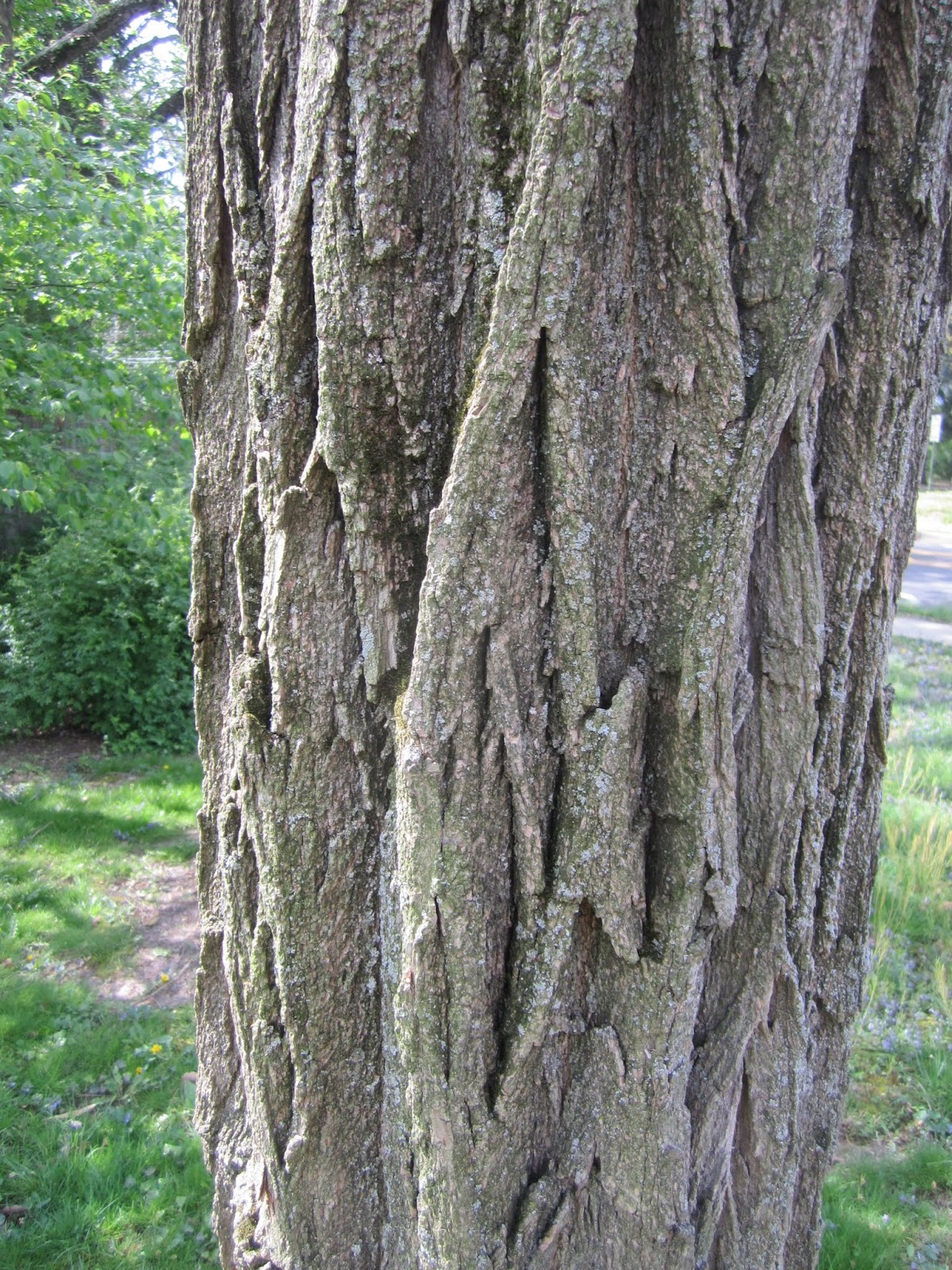 Princeton Nature Notes: Black Locust in Bloom