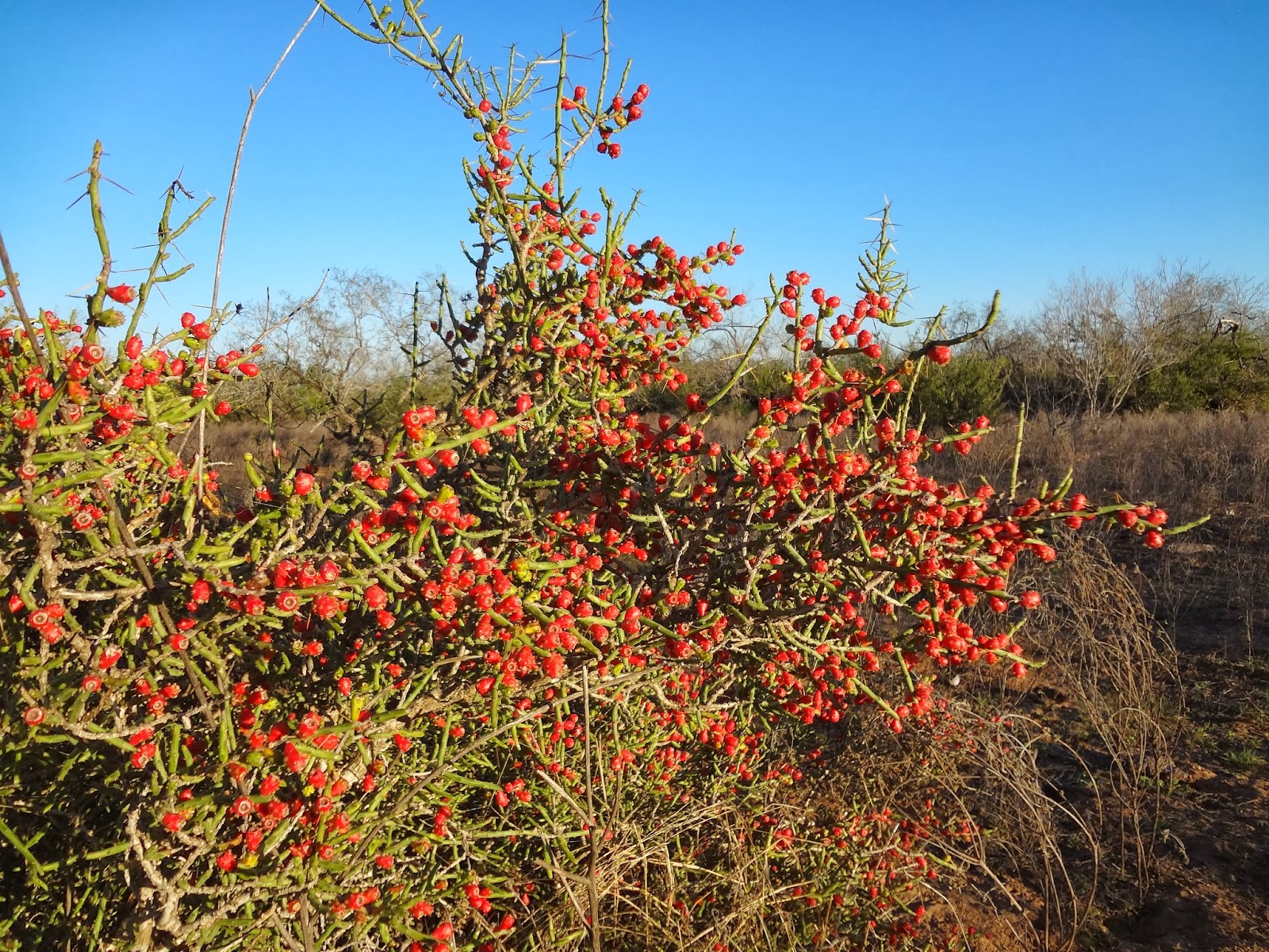 Woods Roamer: The Last Vestige of Christmas...Tasajillo Cactus