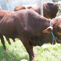 100++ Gambar Sapi Limosin