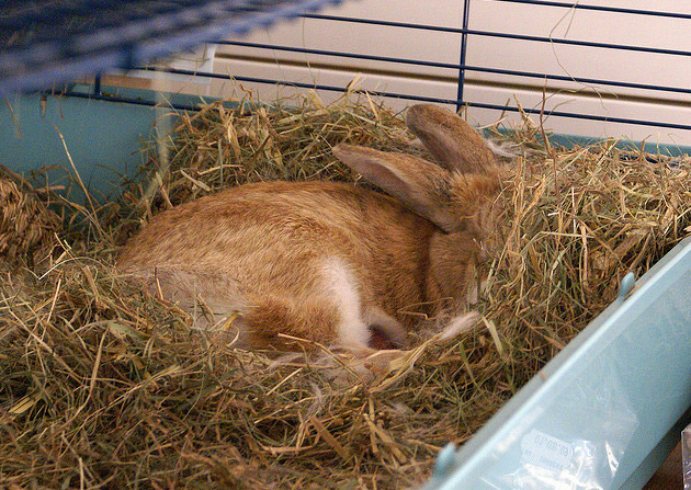 INSIGHT RABBIT: How to Know If Your Rabbit Is Pregnant?