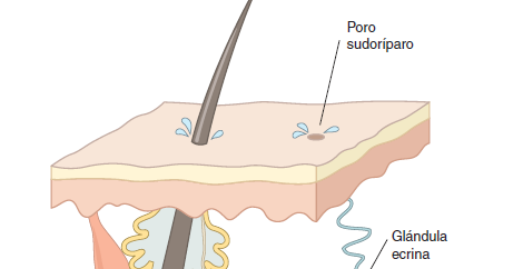 Anatomía humana: Glandulas sudoríparas